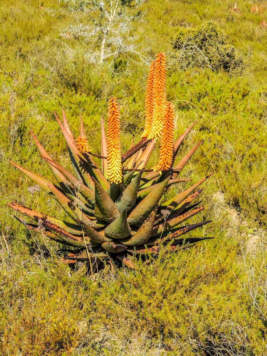 Pondoland C.R.E.W. Blog: Exploring a "new" Aloe Ridge in the Eastern ...