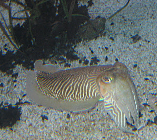 COSTA CANTÁBRICA: Sepia officinalis (Sepia, jibia o choco)