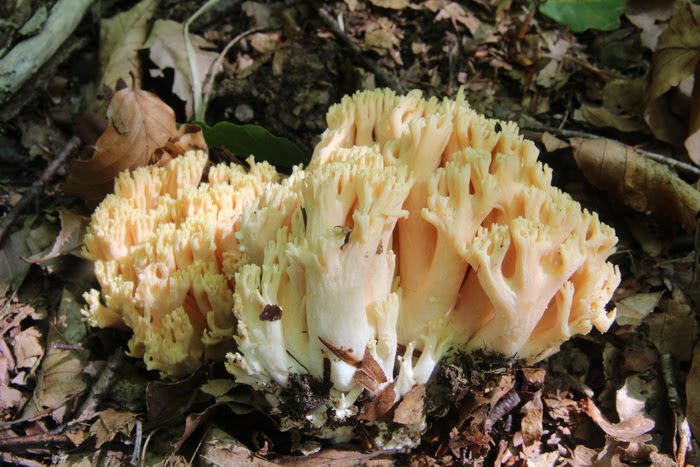 El mundo microscópico de los hongos: Basidiomicetos