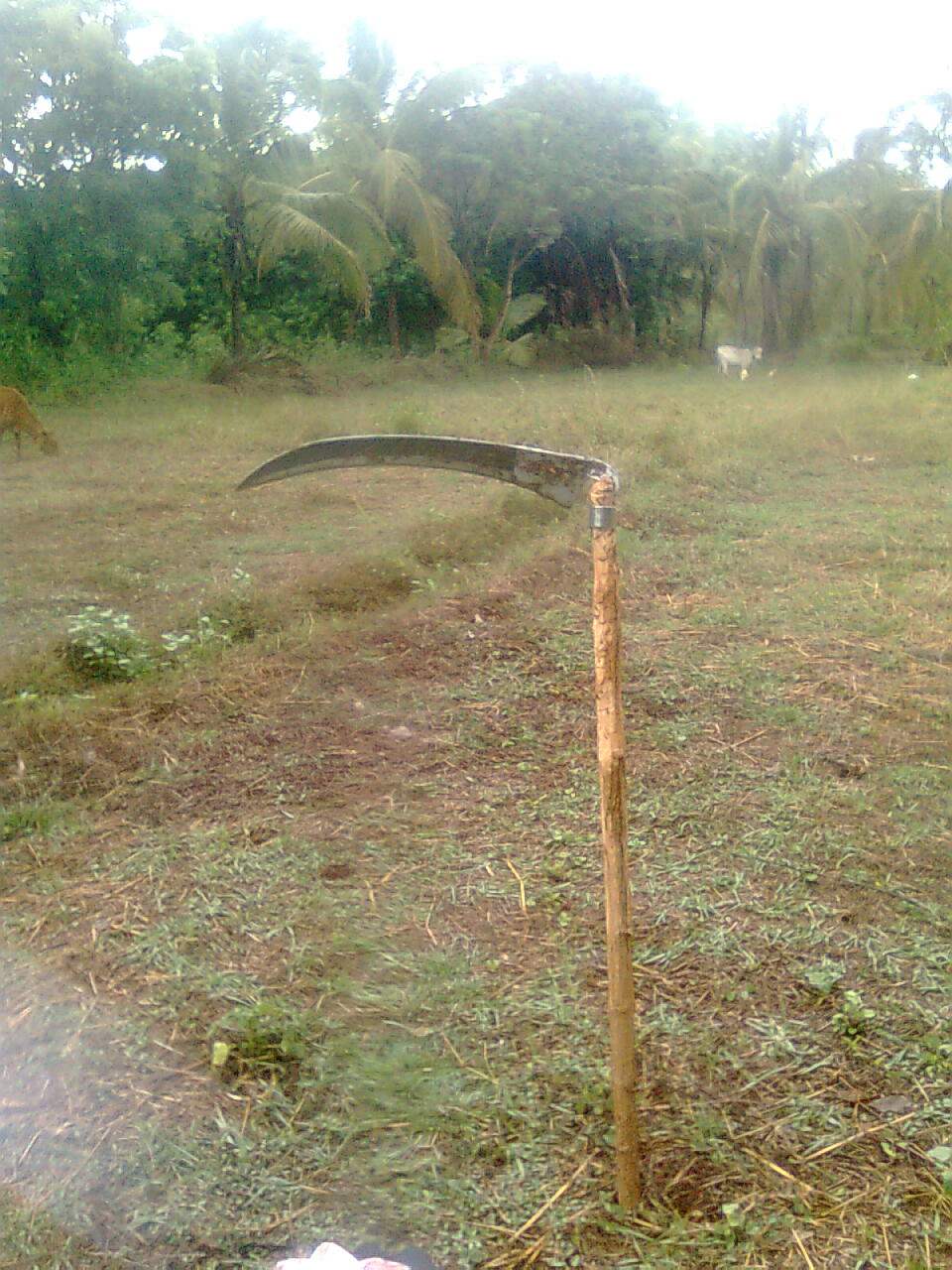 Real Scythe In Use