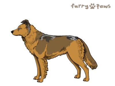 Furry Paws Border Collies