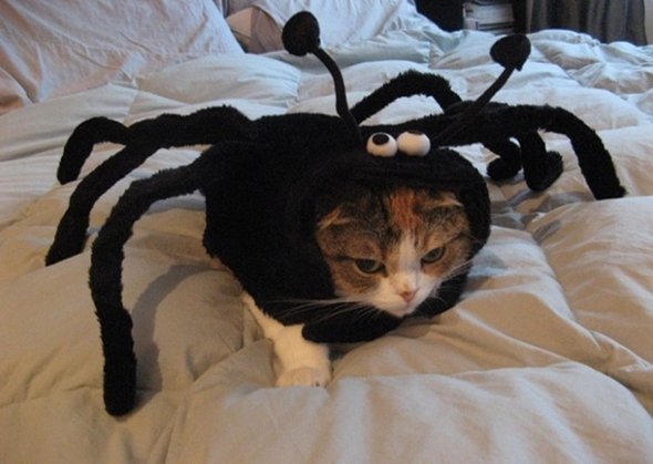 Spider Cats | New Photos | Funny And Cute Animals