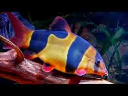 The King Of Fresh Water: BOTIA LOACH FISH