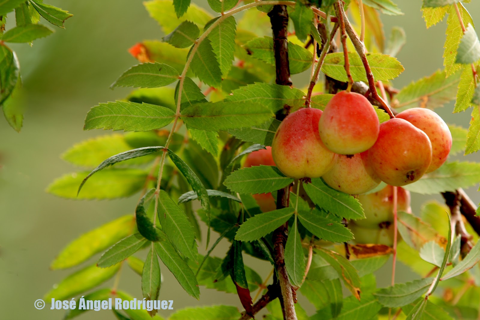 José Ángel Rodríguez. Fotografía de Naturaleza: MI ÁRBOL PREFERIDO