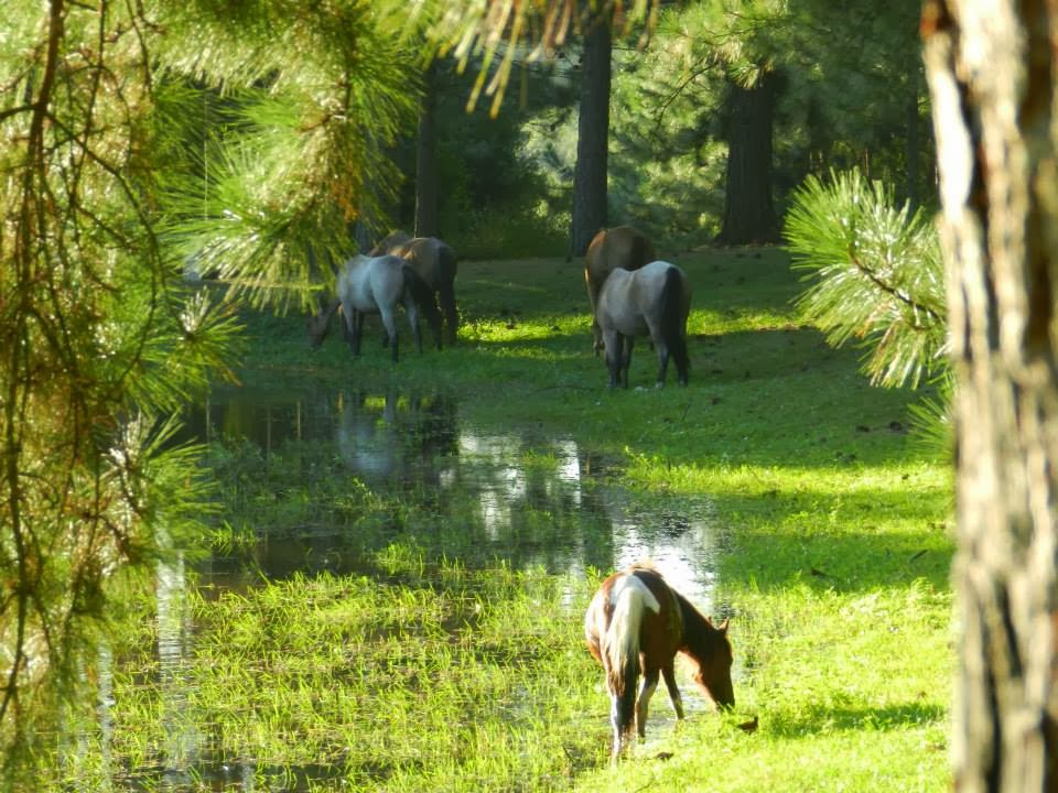 Sítio Panamar - Turismo Rural e Café Colonial - Pelotas,RS