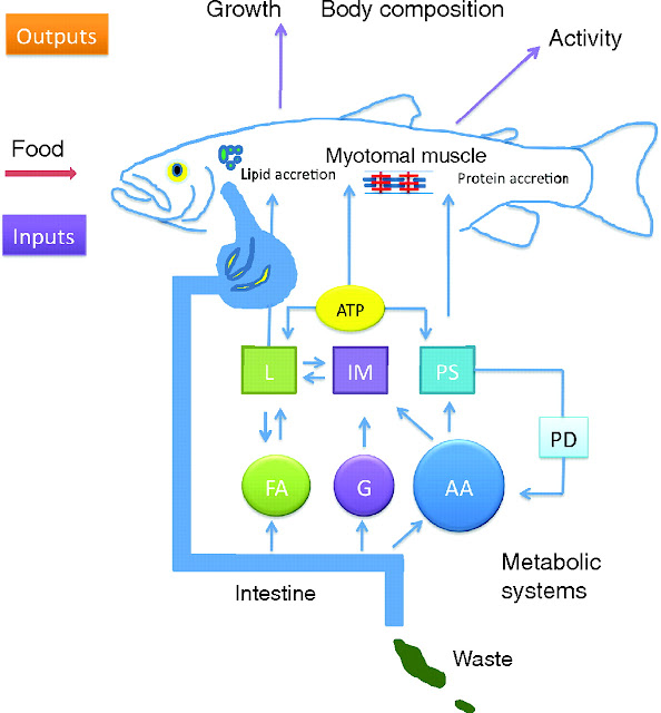 R&D FOR RAS FISH FARMING