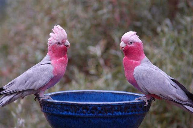 WA Zoologist: Backyard Galahs