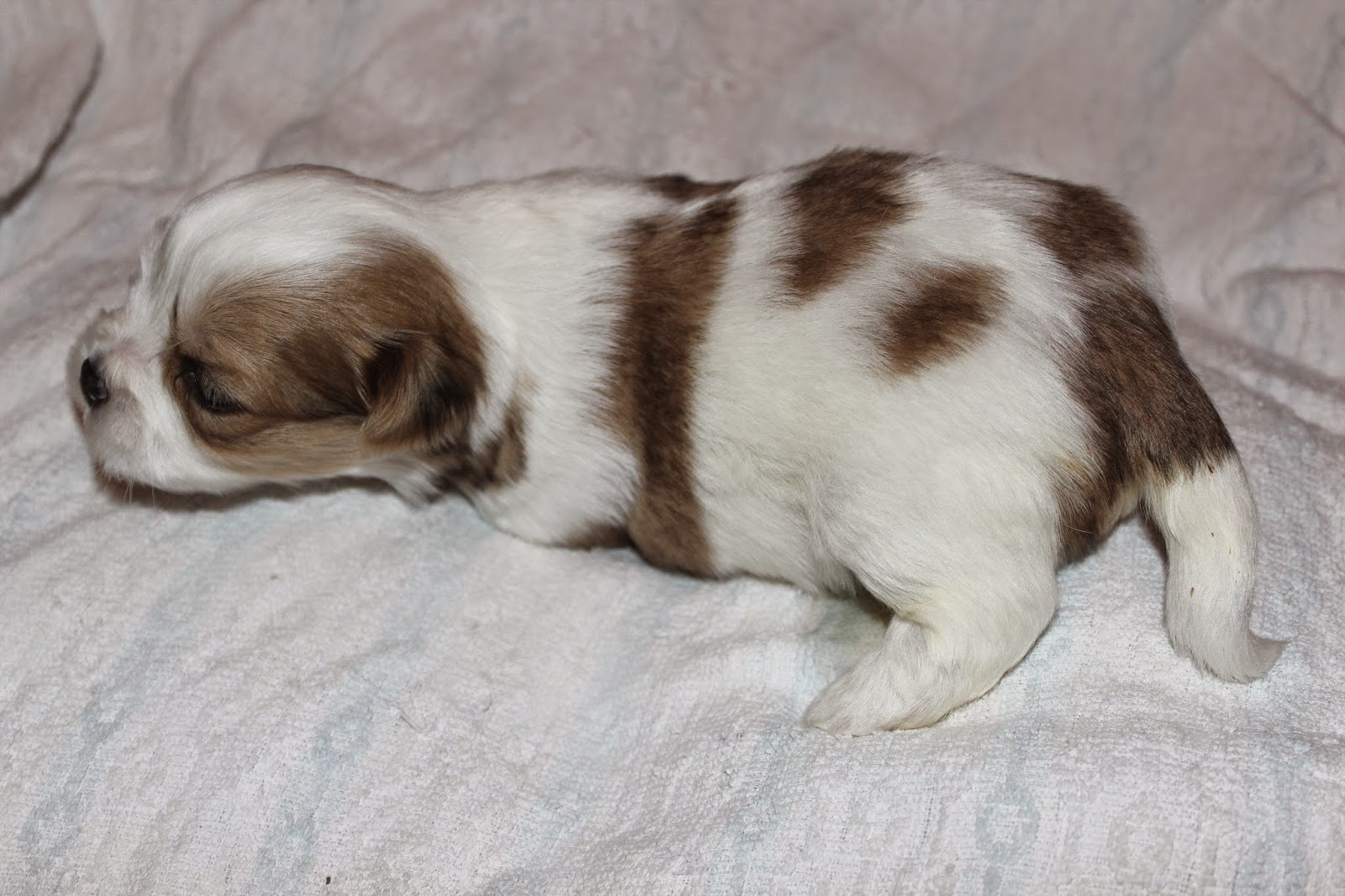 Lhasa Apso - Penny's Pups from birth to new homes: Pennys Pups Lhasa ...