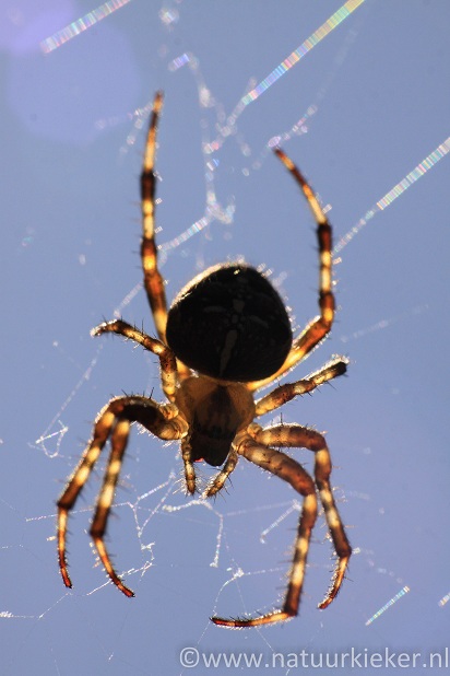 De Kruisspin- Araneus diadematus