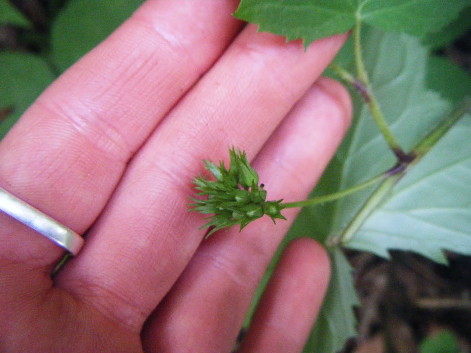 The Botanical Hiker: Waterleaf (Hydrophyllum spp.) - yum yum!