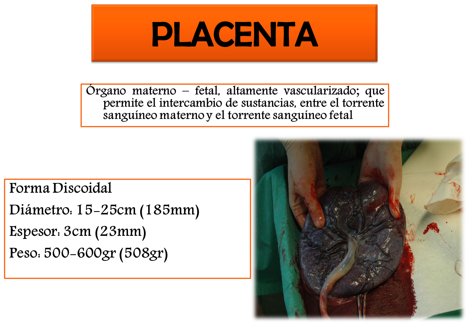 Fisiologia Medica: PLACENTA