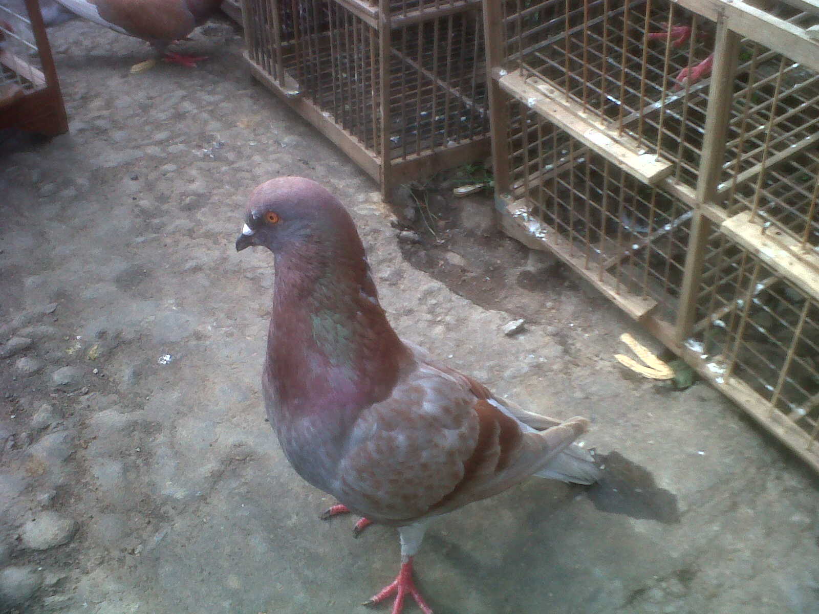 merpati tinggian: burung merpati kolongan tinggi kelas juara