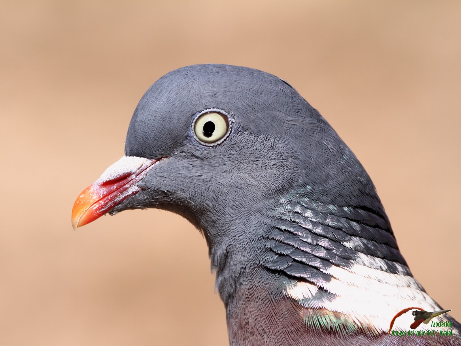 Mis amigas las palomas: Fotos paloma TORCAZ