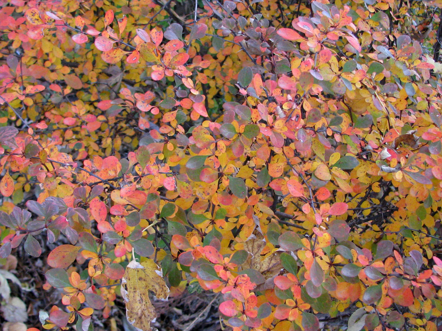 Larry's Photo a Day: Barberry Colors......