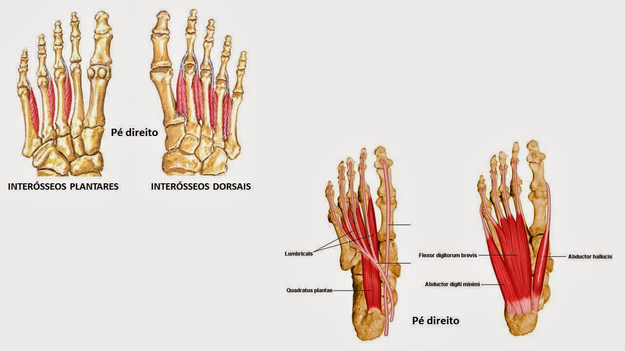 Liga de Anatomia ULBRA: MEMBROS INFERIORES -MÚSCULOS