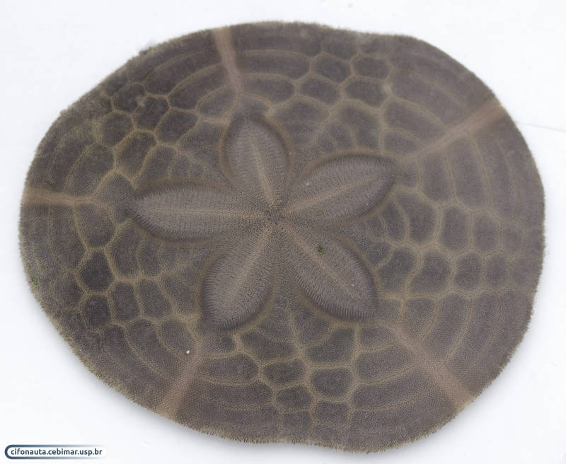 Hidrofilia: Conhecendo os Equinodermos