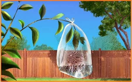 PENGUAPAN TANAMAN - TRANSPIRASI - Biology Page