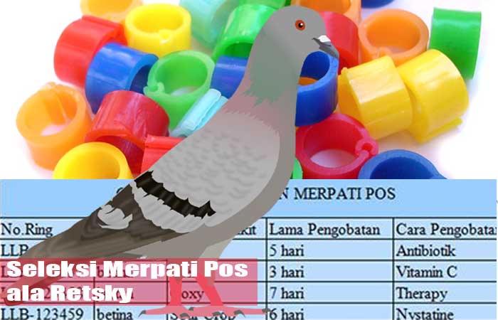 Seleksi Merpati Pos ala Retsky - Jawa Bird