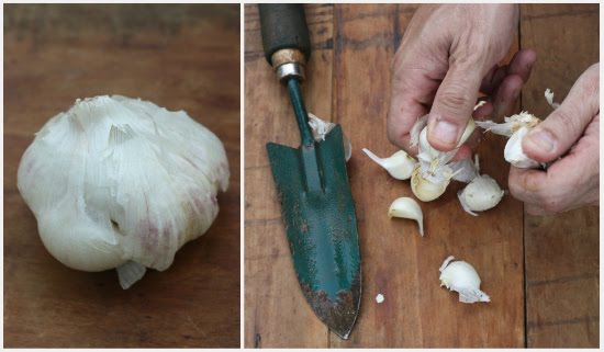 Planting a Fall Garden & Garlic | 17 Apart
