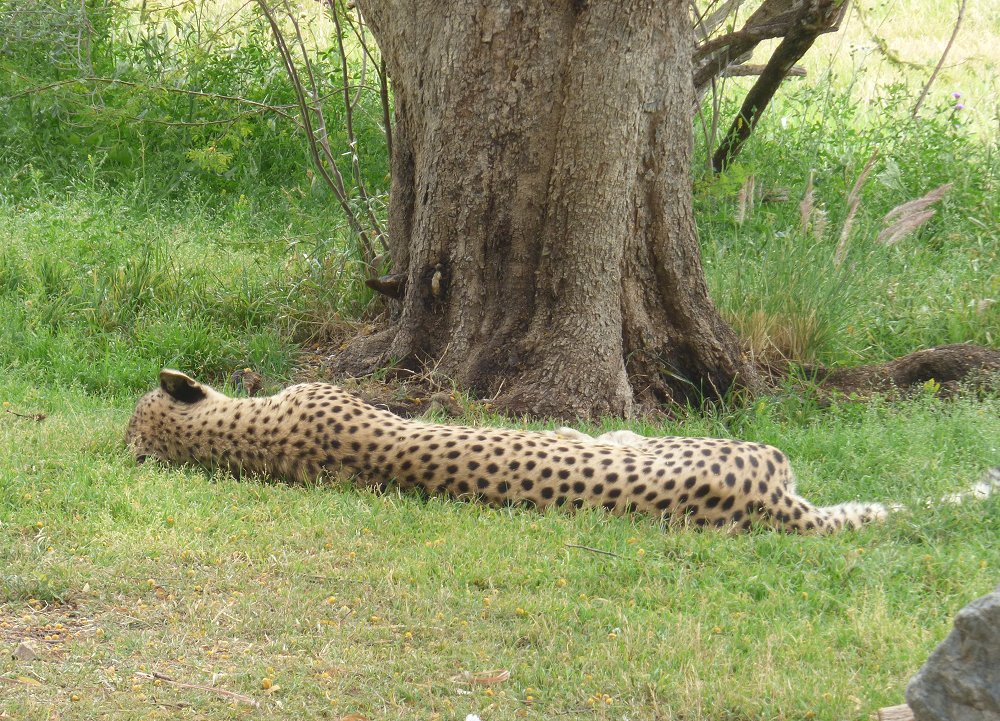 Kittling: Books: A Feeling Puny Weekly Link Round-Up