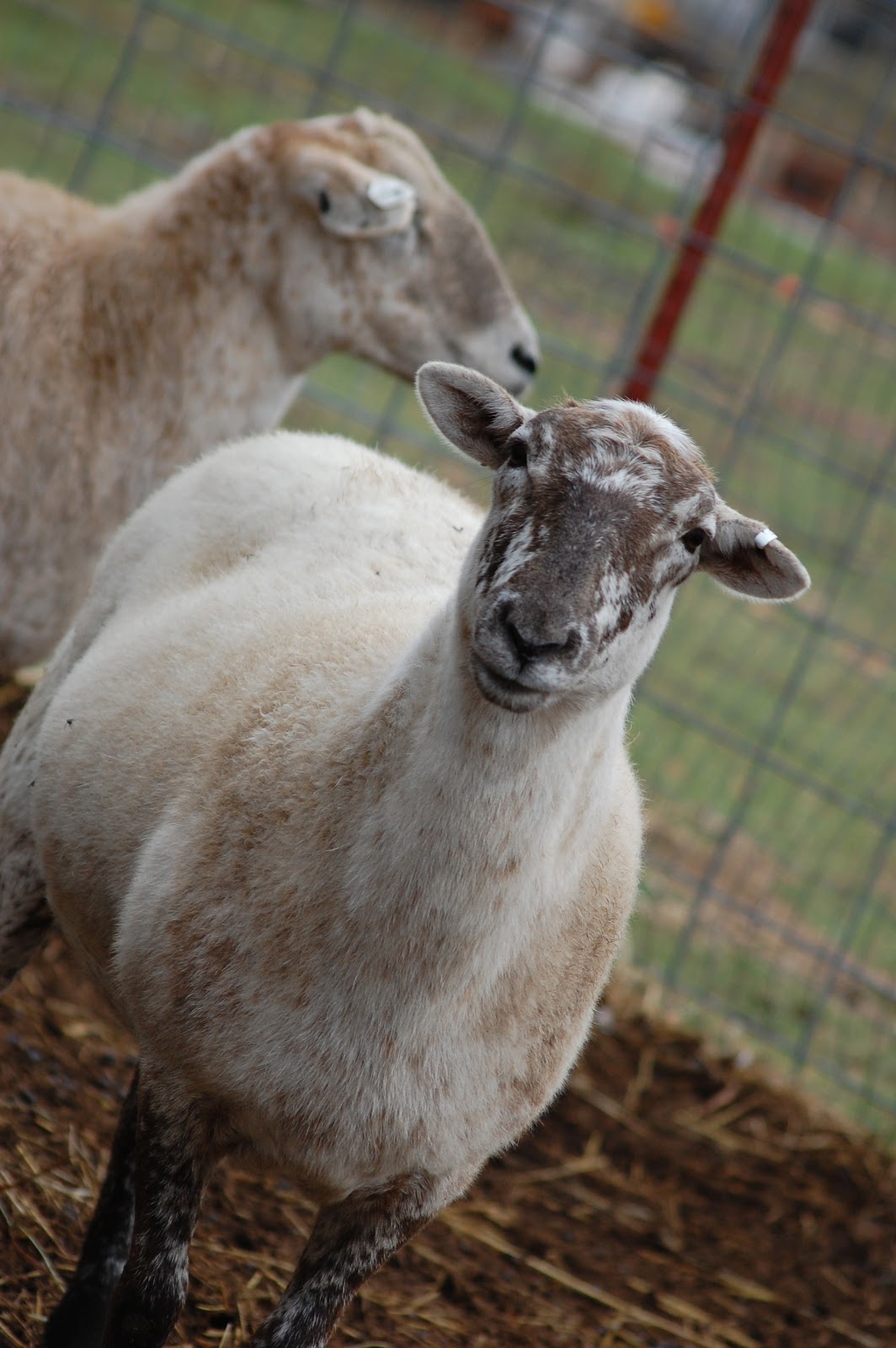 Little Hills Sheep Ranch