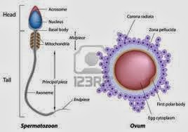 GENETICA: octubre 2013
