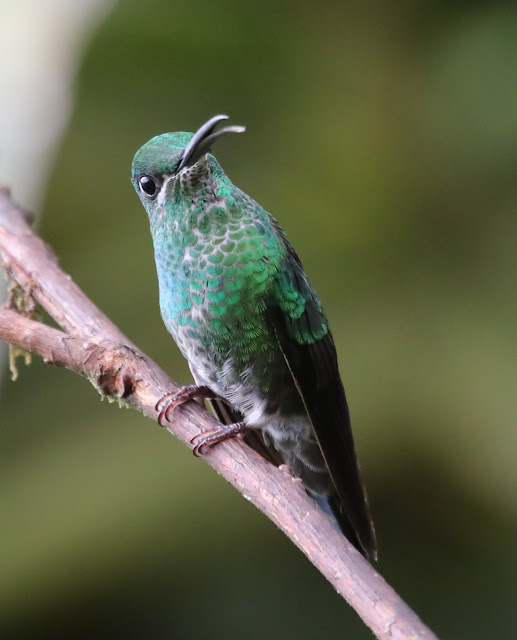 Instantes alados Perú y Ecuador 2018: colibrí de frente azul