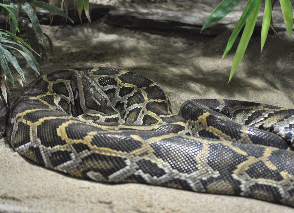ZOOTOGRAFIANDO (6.057 ANIMALS): PITÓN DE BIRMANIA / BURMESE ROCK PYTHON ...