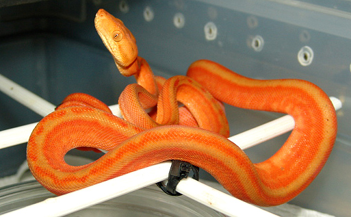 Amazon Tree Boa | Snakes