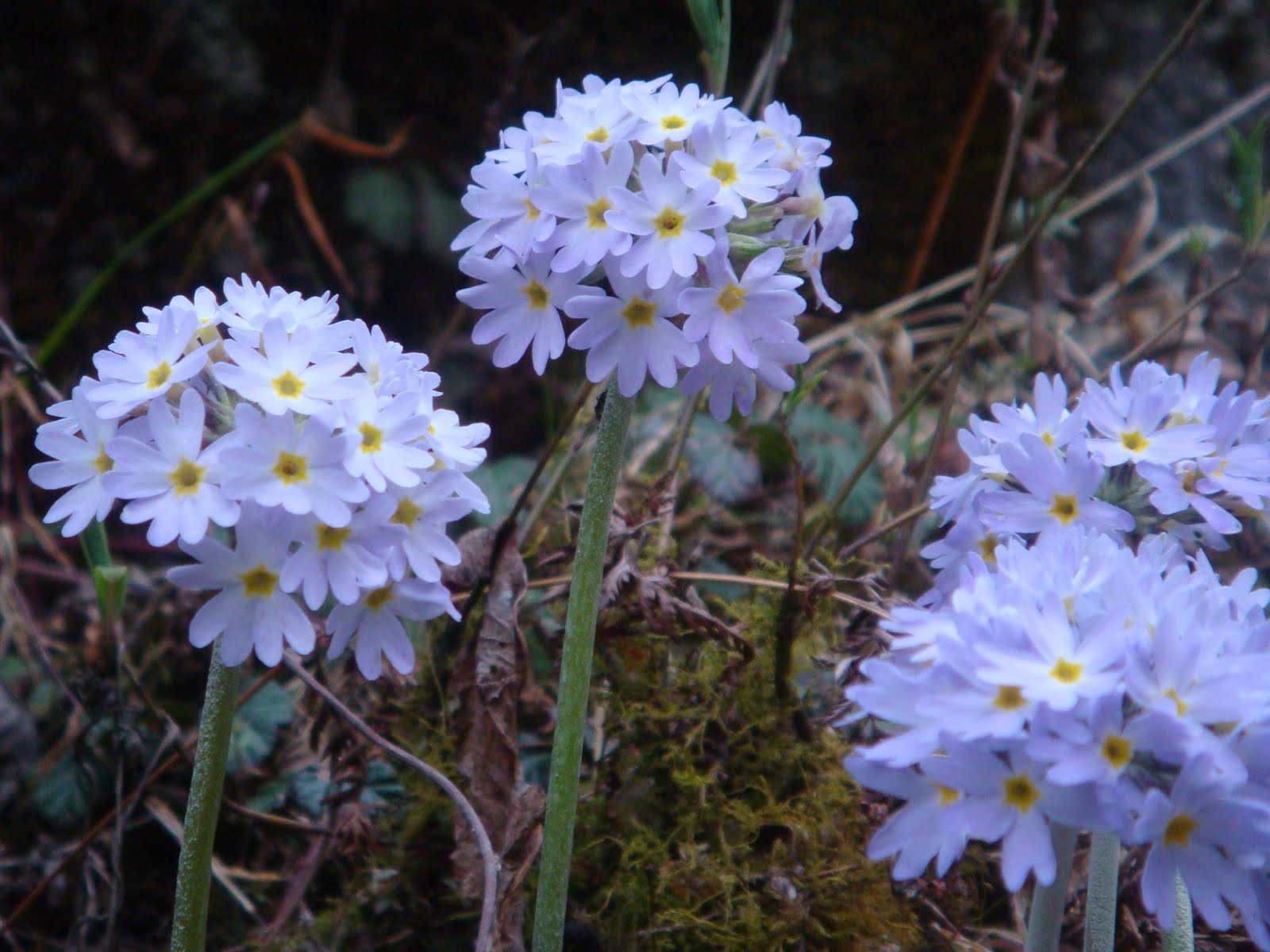 A Protest of Romance: July 2011