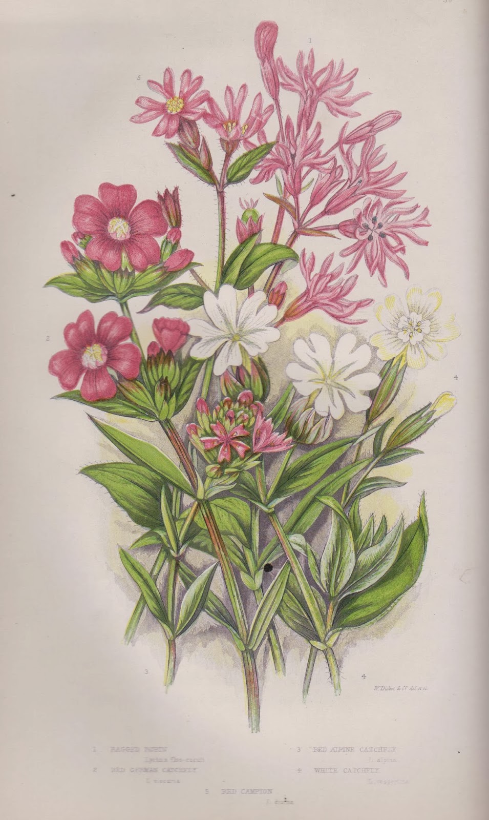 ANNE PRATT (1806-1893): About Anne Pratt