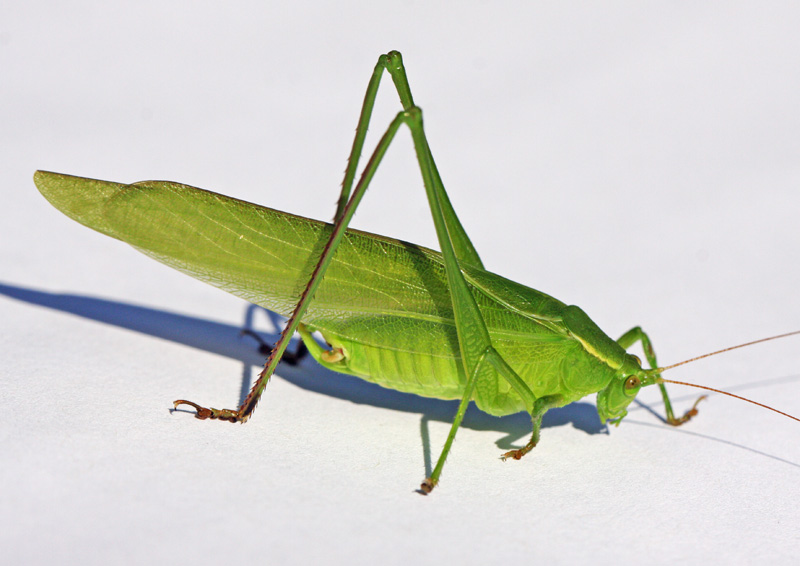 Katydid