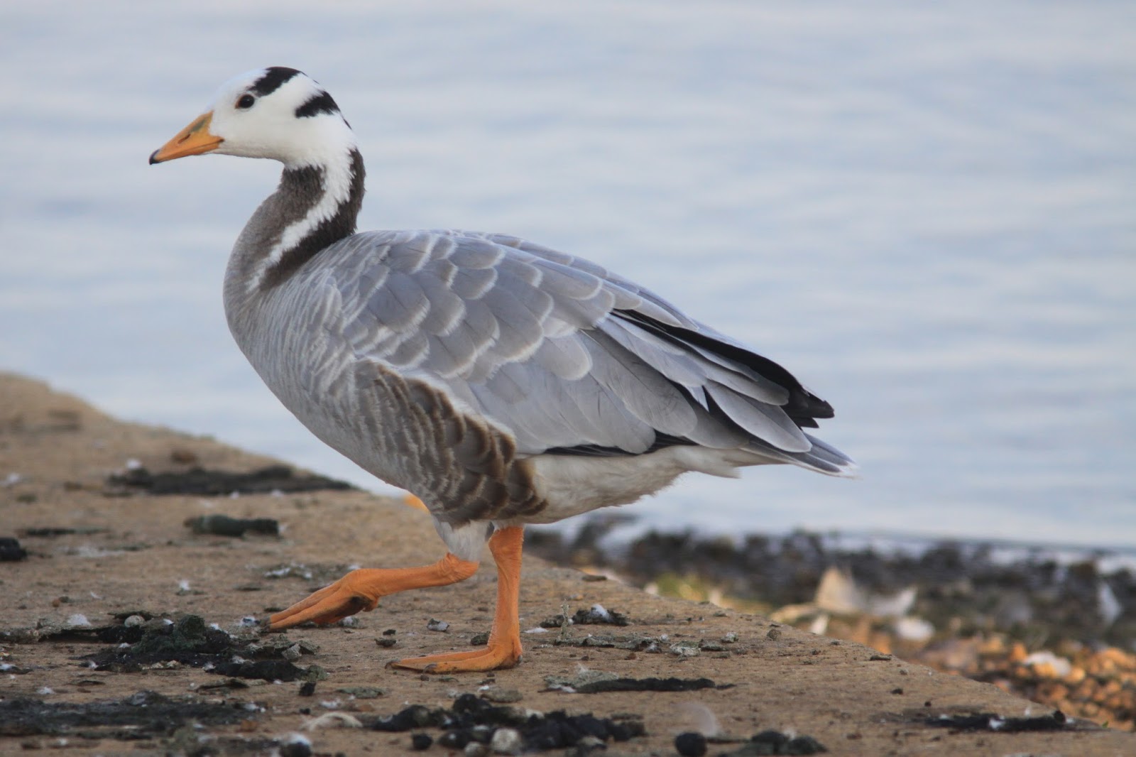 Northamptonshire Birding: Pitsford gull roost