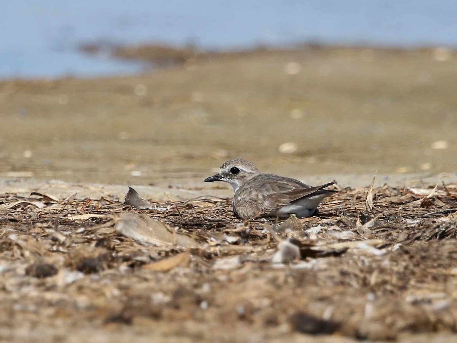Avithera: Lesser Sand Plover