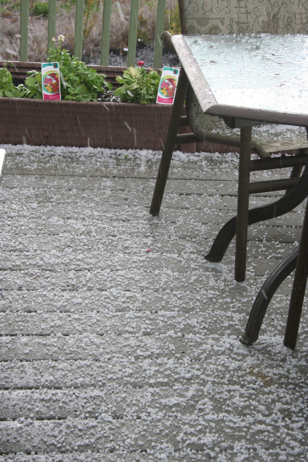 Our Garden Journal: Extreme Weather: Neither Rain nor Hail....