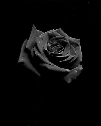 All Colors of Rose is here.......: Black Rose
