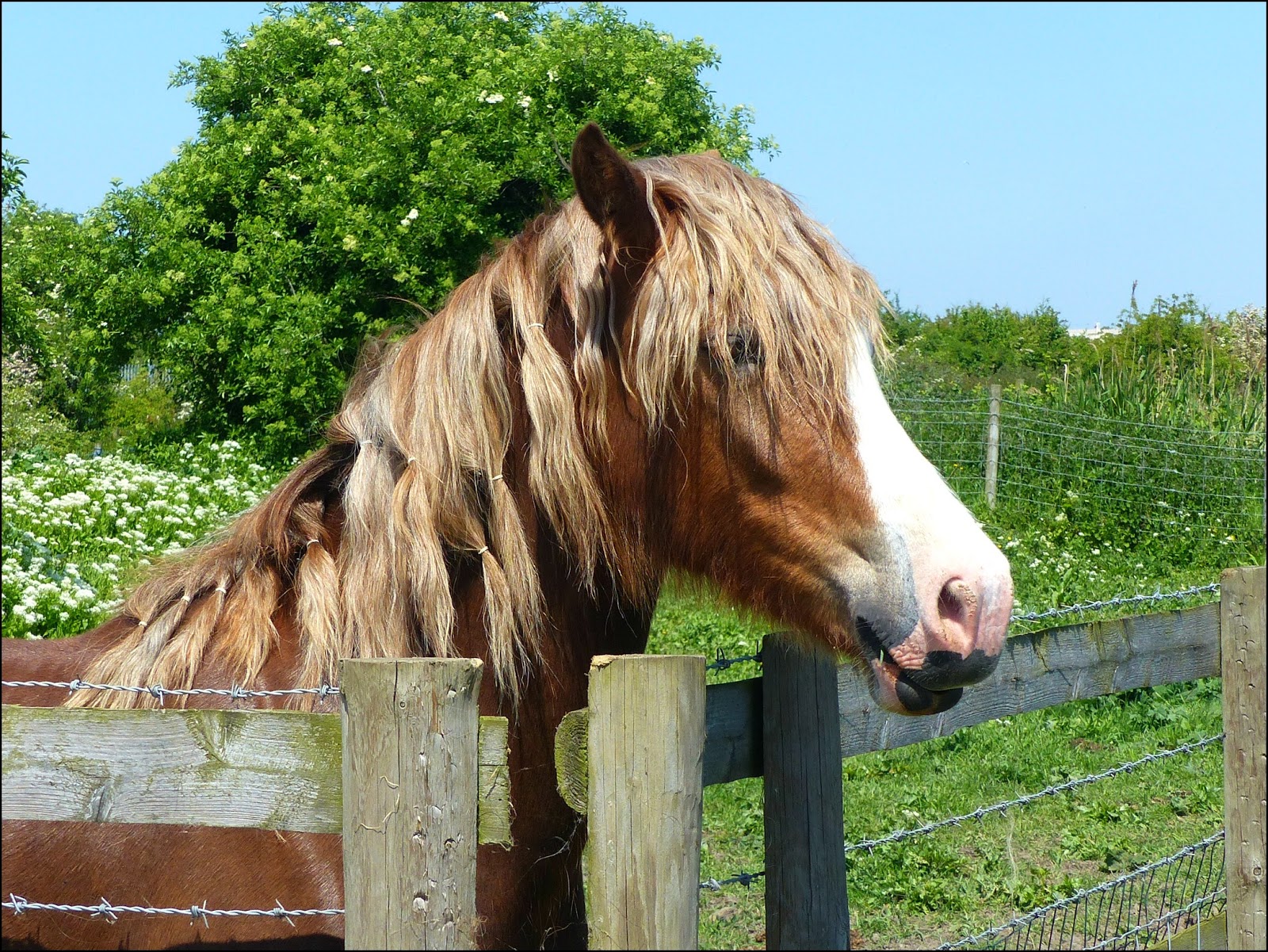 'Our' On-Line Diary: We wander around on the Erith Marshes aka the ...