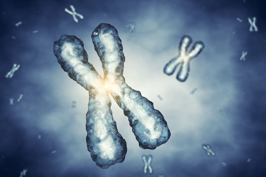 Unimultiplicidade: Genética