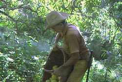 tvsantiagoenlared: El Caney: su mango bizcochuelo, su belleza y su historia