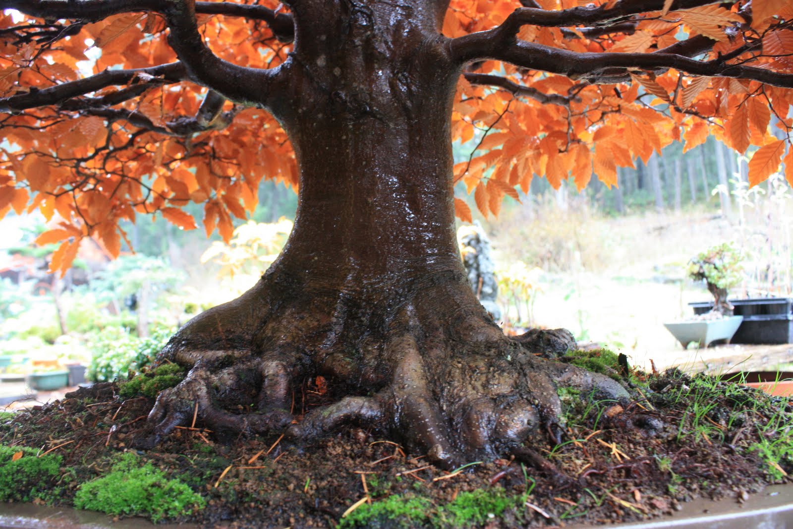 Woodland-Bonsai: European Beech-Fagus Sylvatica