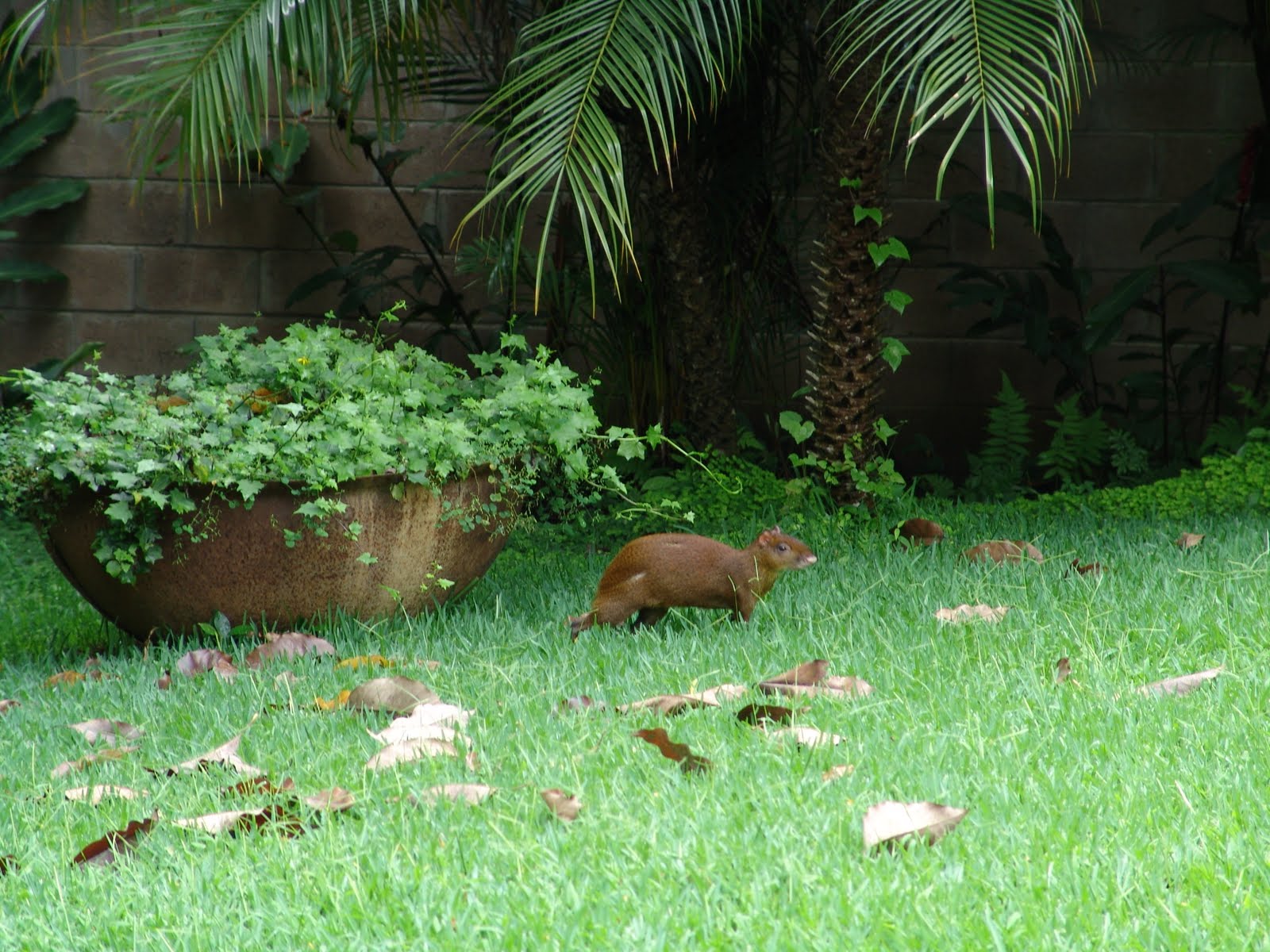 Leonhard en El Salvador
