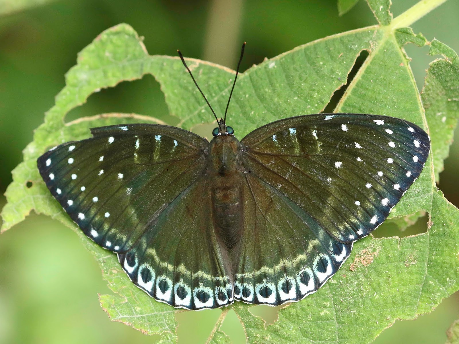Butterflies of Vietnam: 11. Stibochiona nicea nicea (The Popinjay)