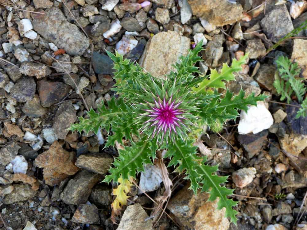 r o b i n 's y a r d: Carduus nutans