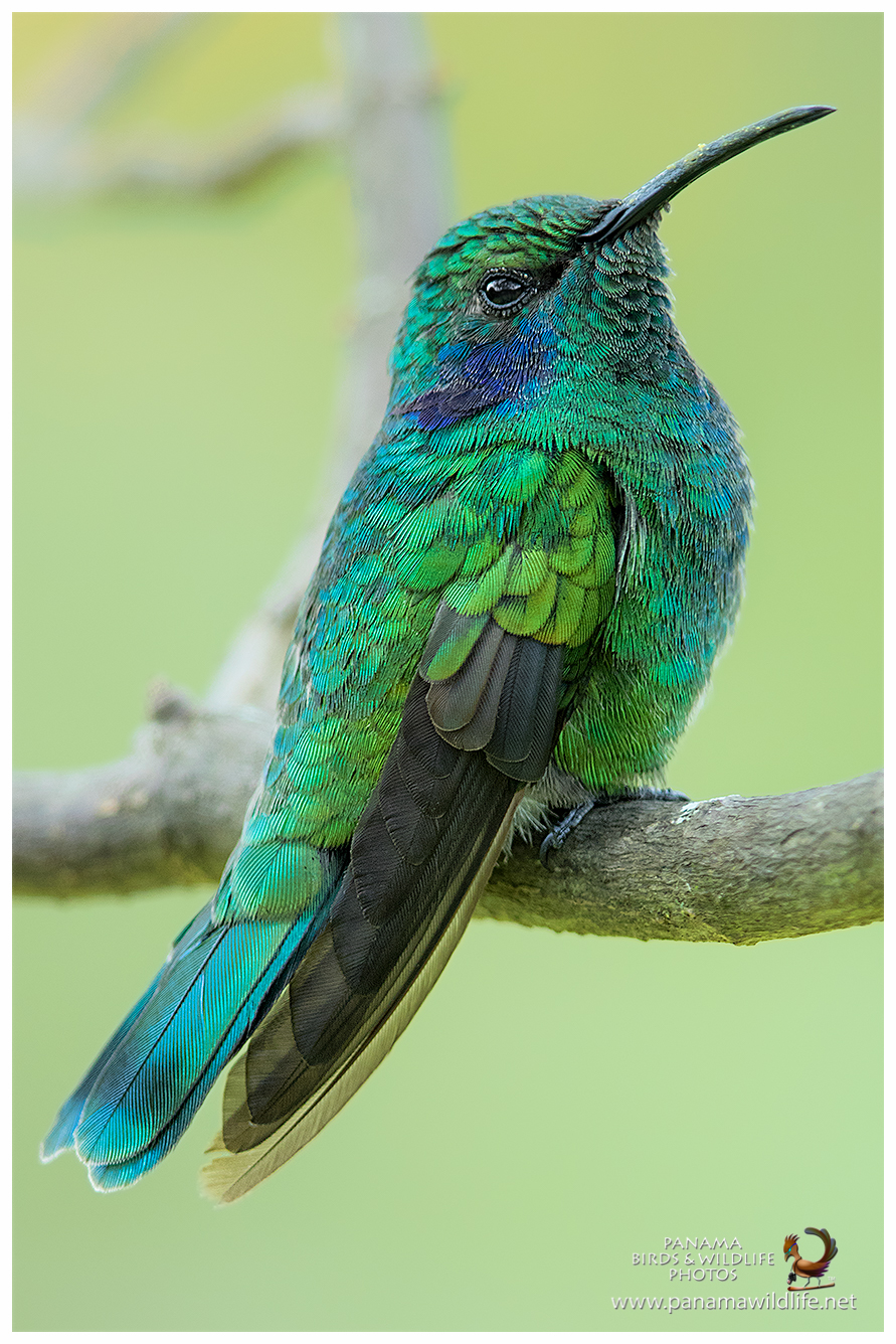 Featured Species: Lesser Violetear (Colibri cyanotus)
