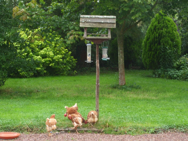 The Compost Bin: Feathers everywhere!