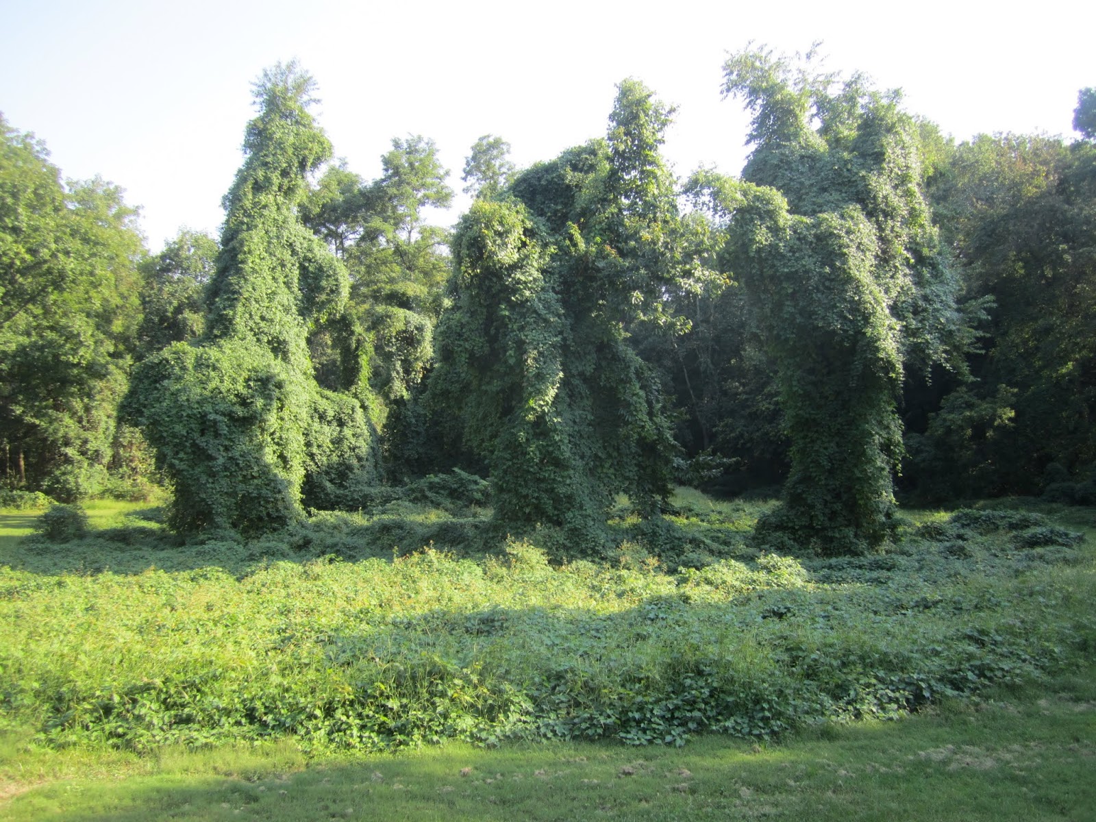 Princeton Nature Notes: Kudzu-Like Vine Surrounding Princeton Battlefield