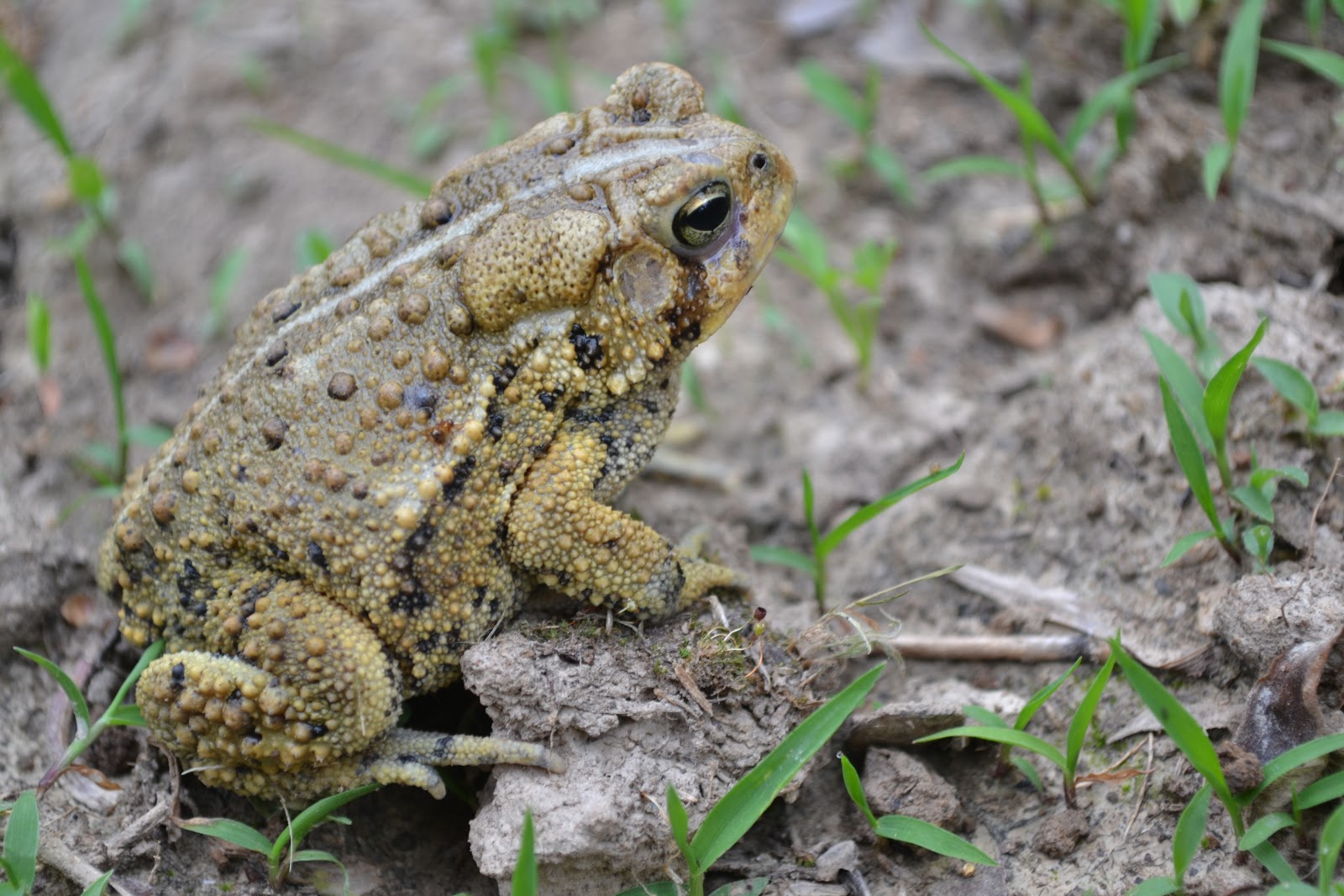 Our Neck of the Woods: How To Make A Toad House