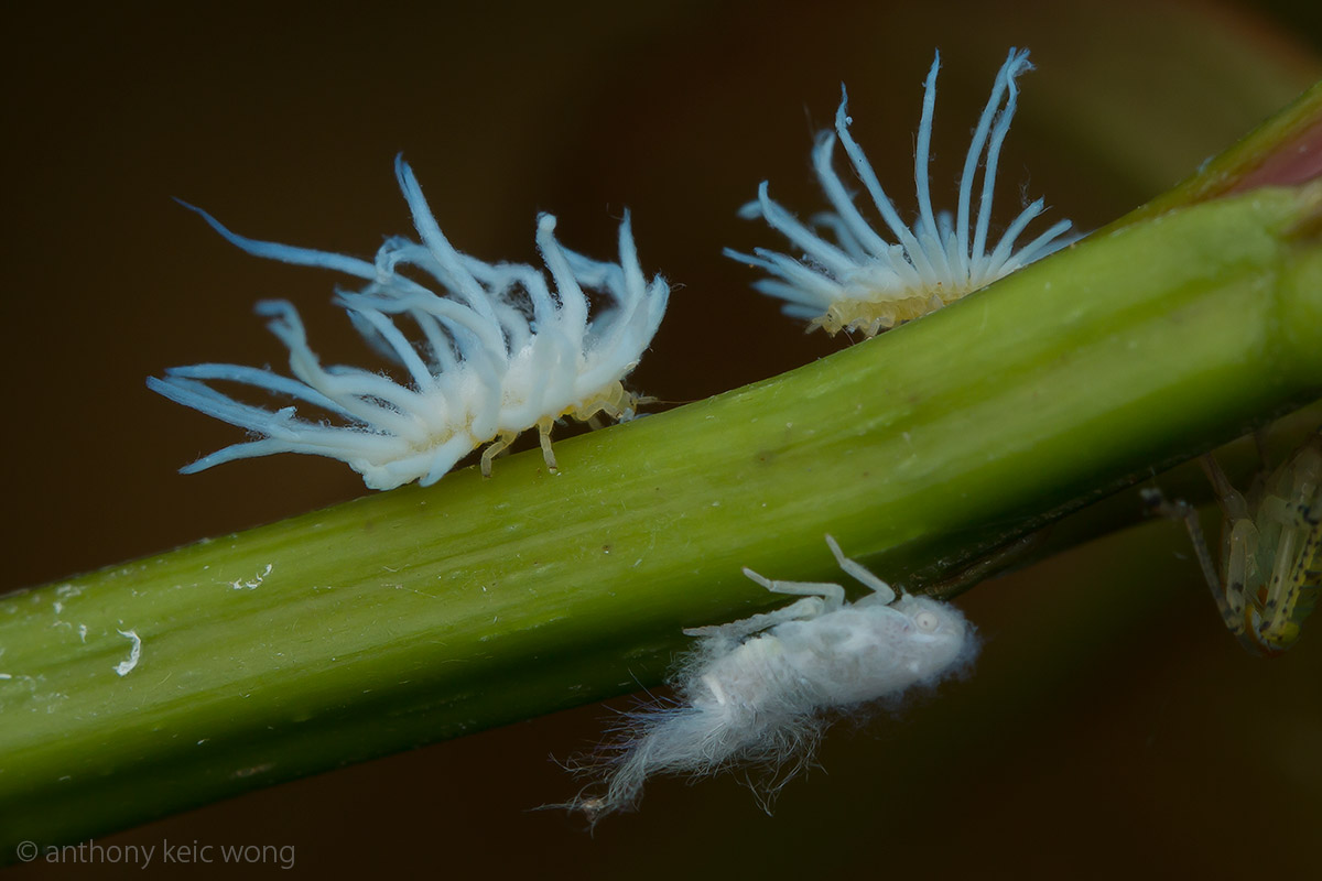 Macro Photography: The Mystery White Insect - ID: Ortalia / Amida ...