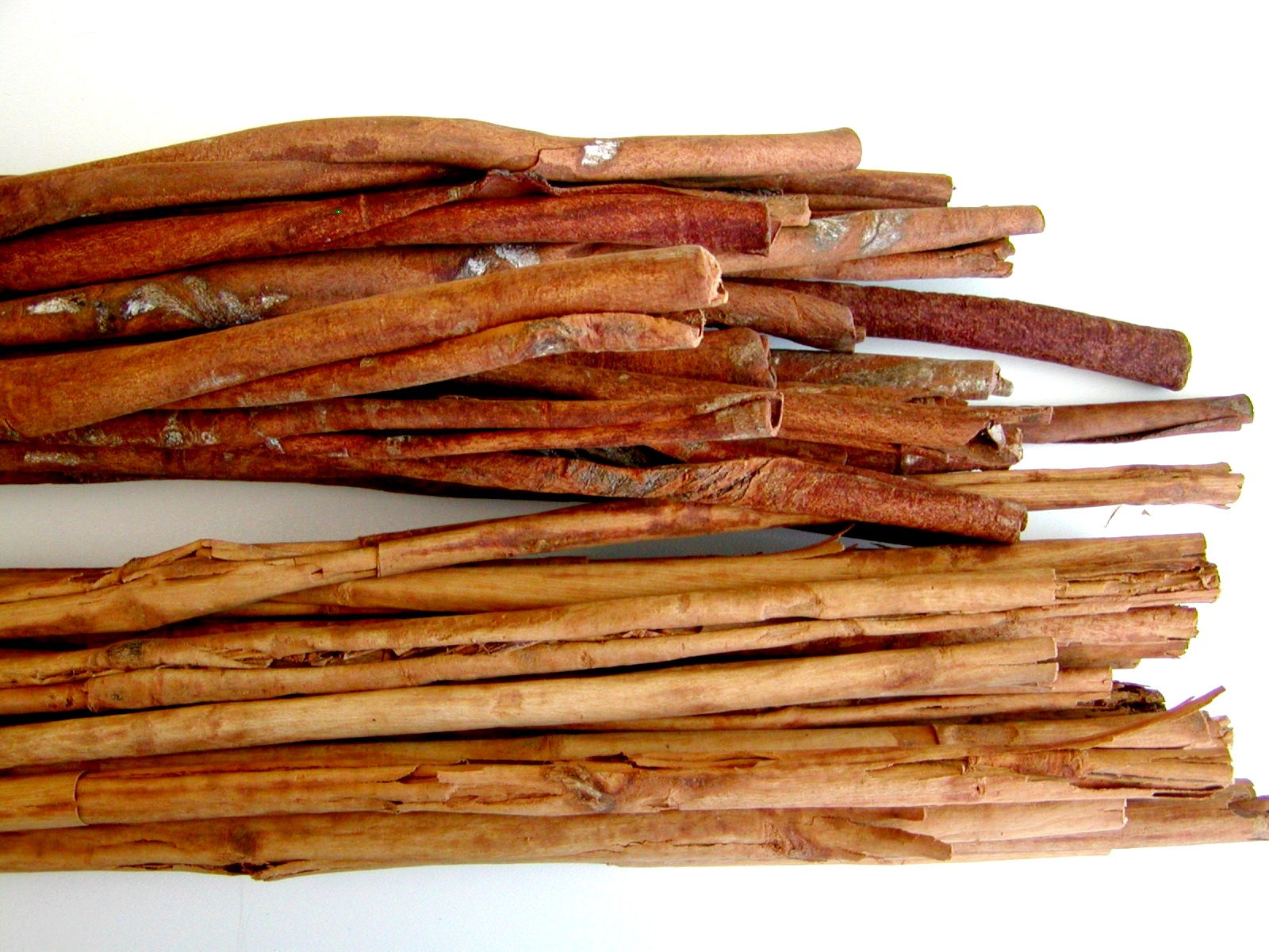 Um amador da Natureza - 2: A verdadeira canela