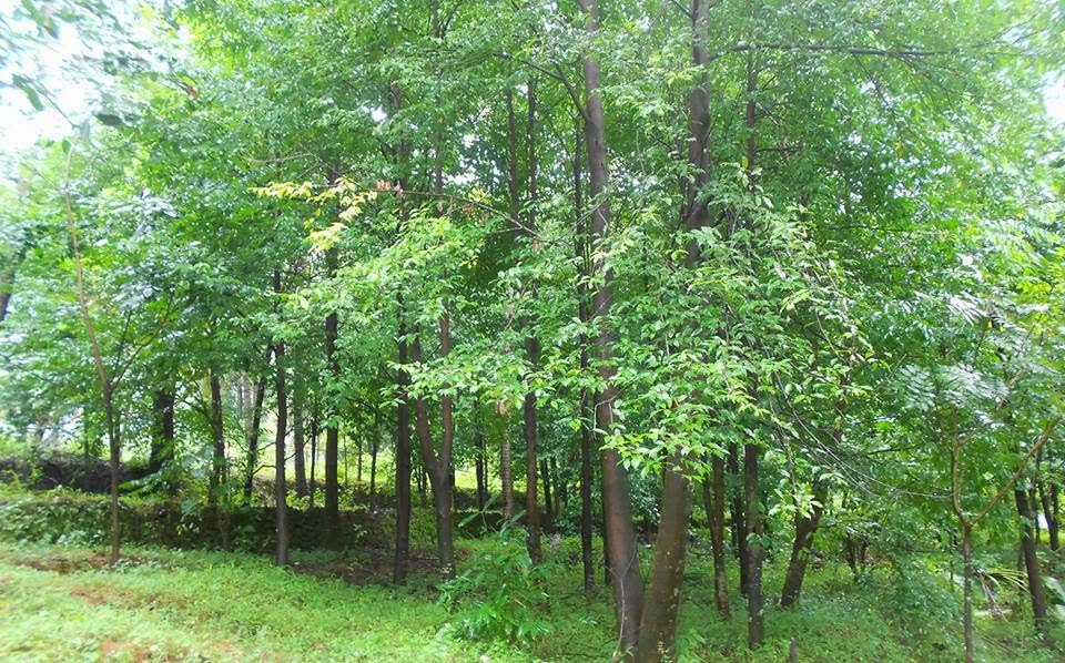 infosanjeewa: Amazing Walla patta picturs